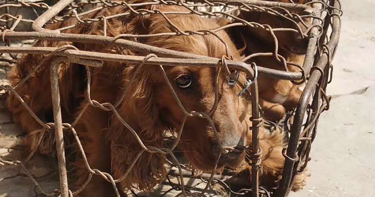 Donate to Save Dogs Lives - Dogs Deserve Better - No Dogs Left Behind